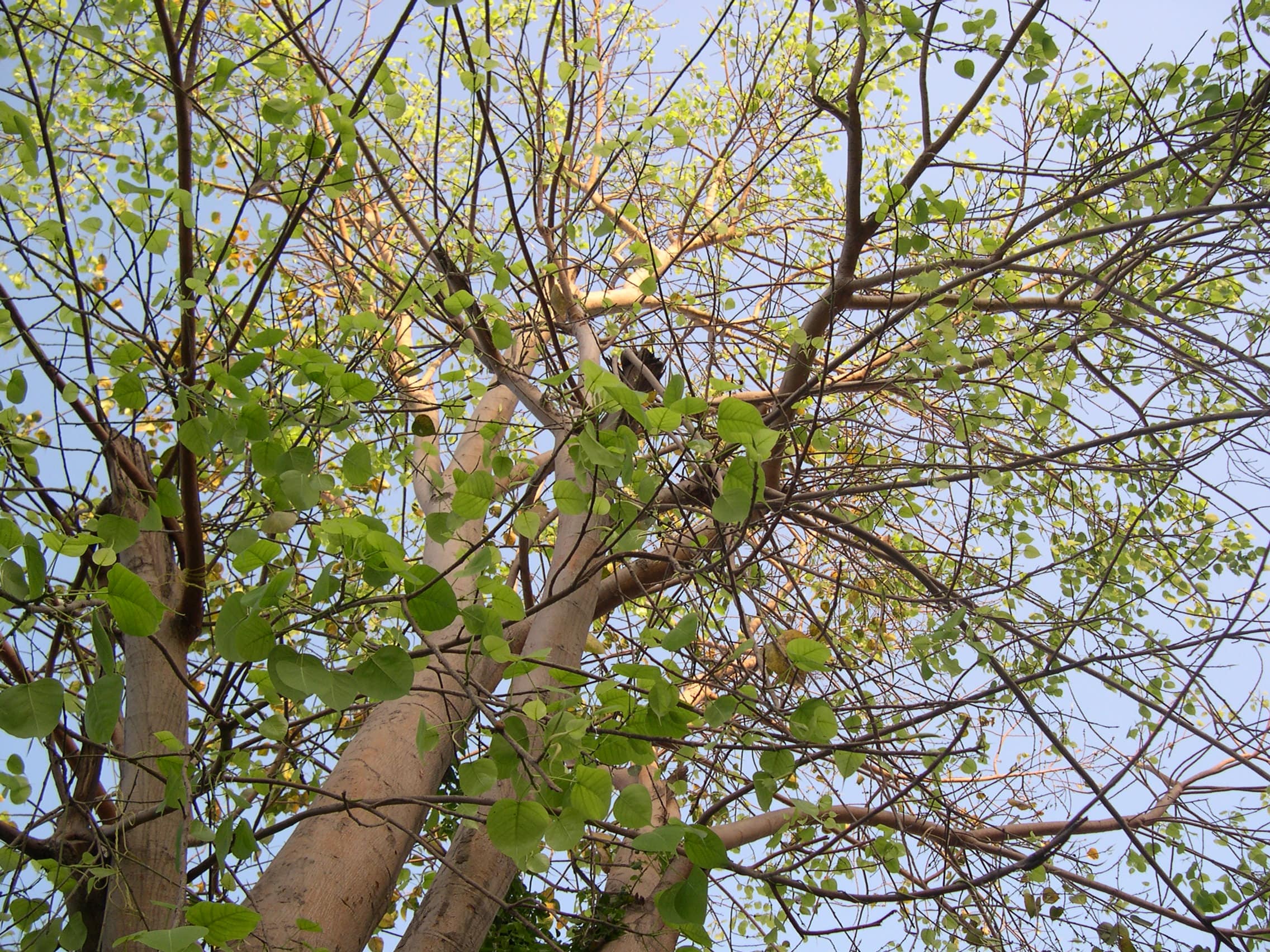 Papaji's House in Lucknow - Papaji's Archive