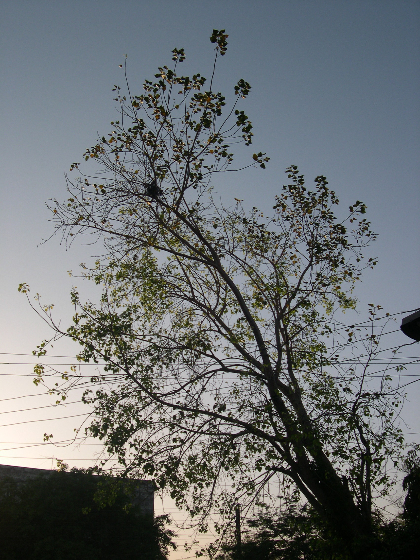 Papaji's House in Lucknow - Papaji's Archive